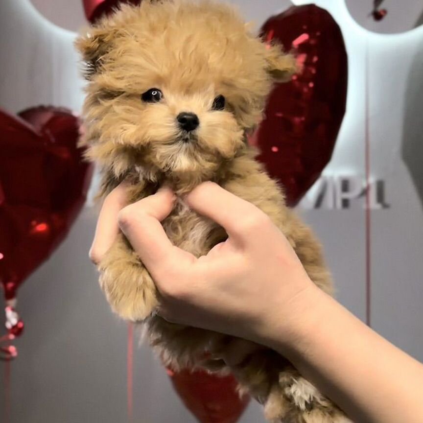 Мальтипу, щенок