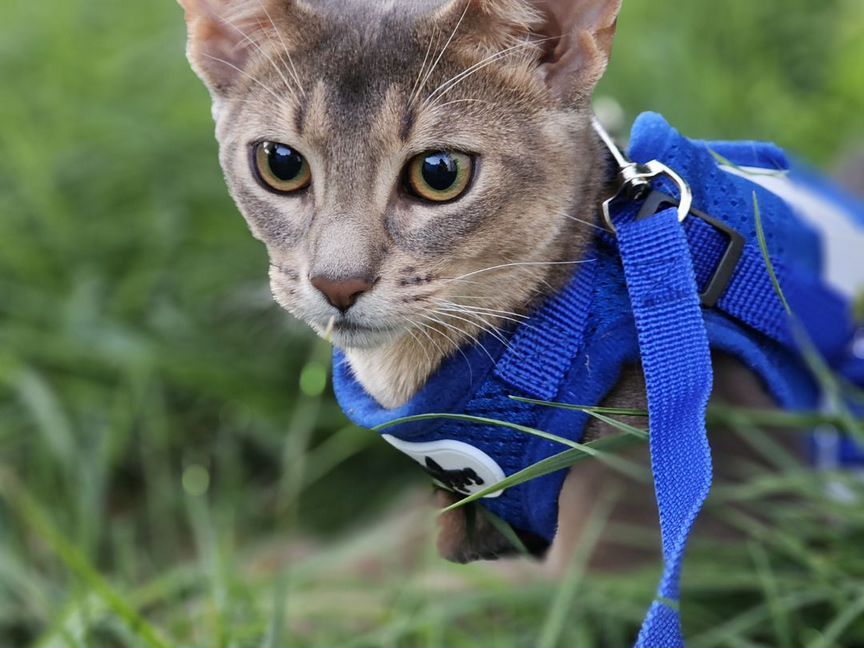 Абиссинские котята