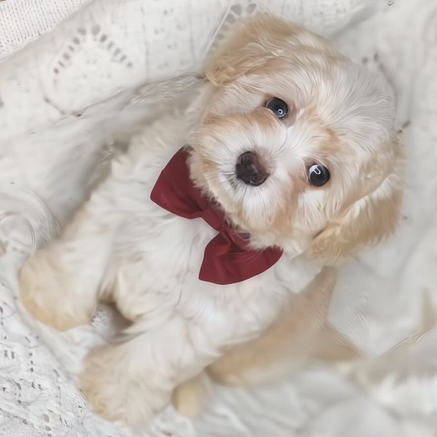 Мальтипу, щенок