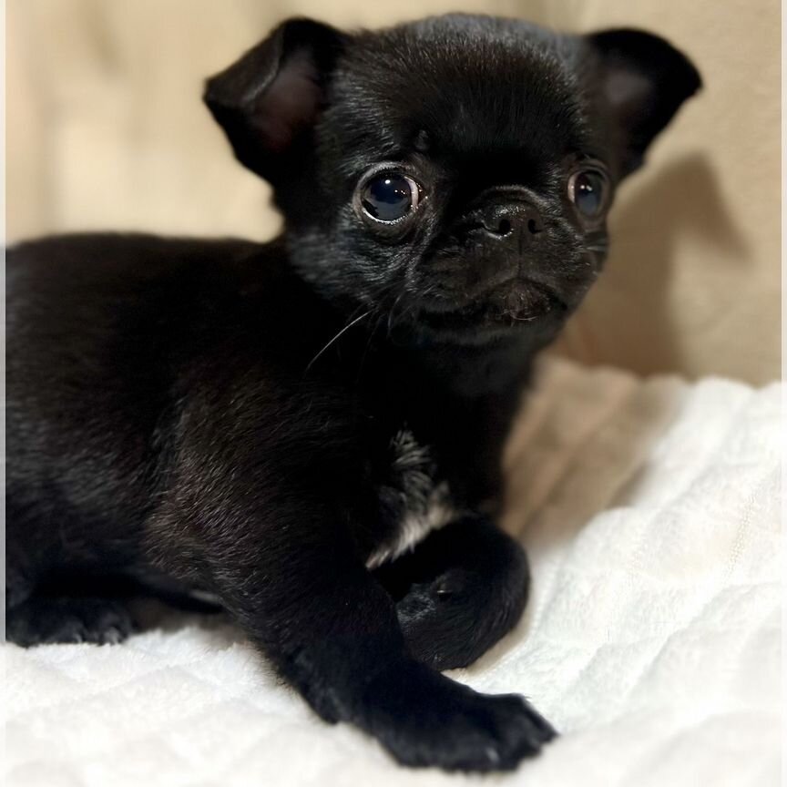 Эксклюзивная девочка чихуахуа