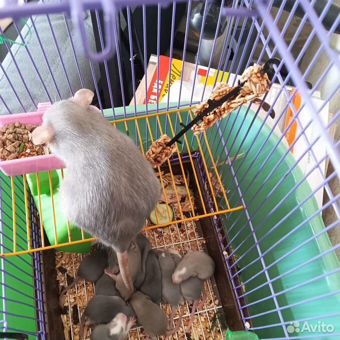 Крысята Дамбо