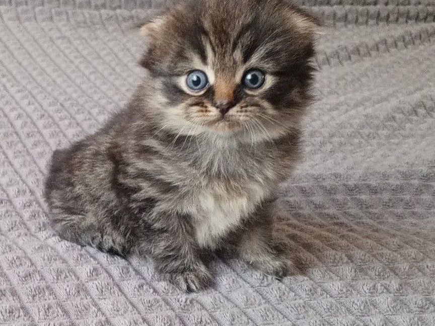 Шотландский мальчик