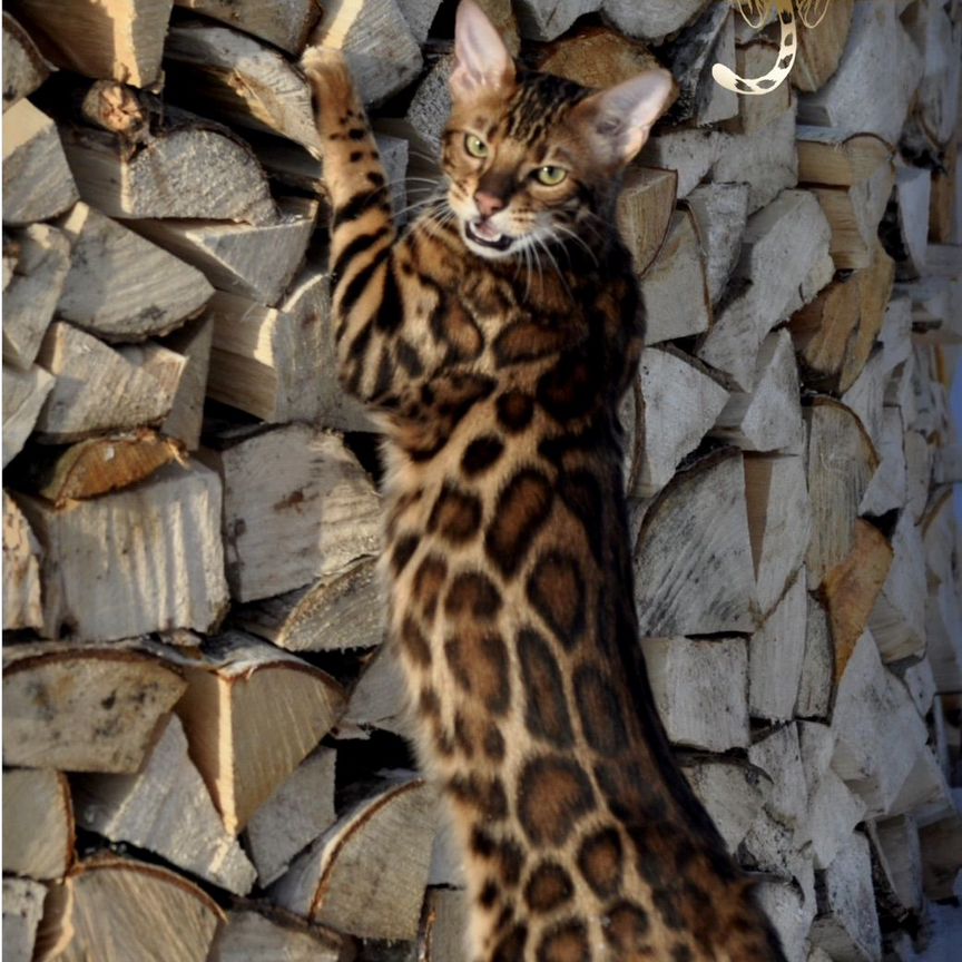 Бенгальская кошка