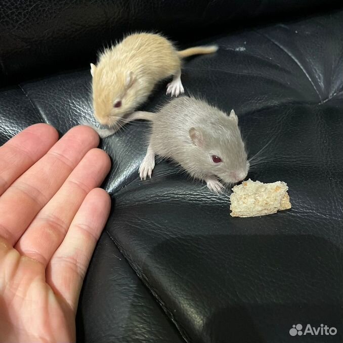 Мышки песчанки
