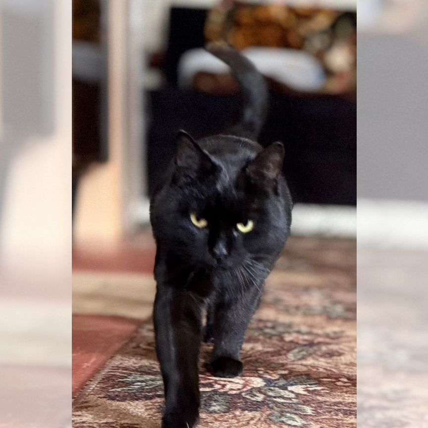 Взрослый кот в добрые руки