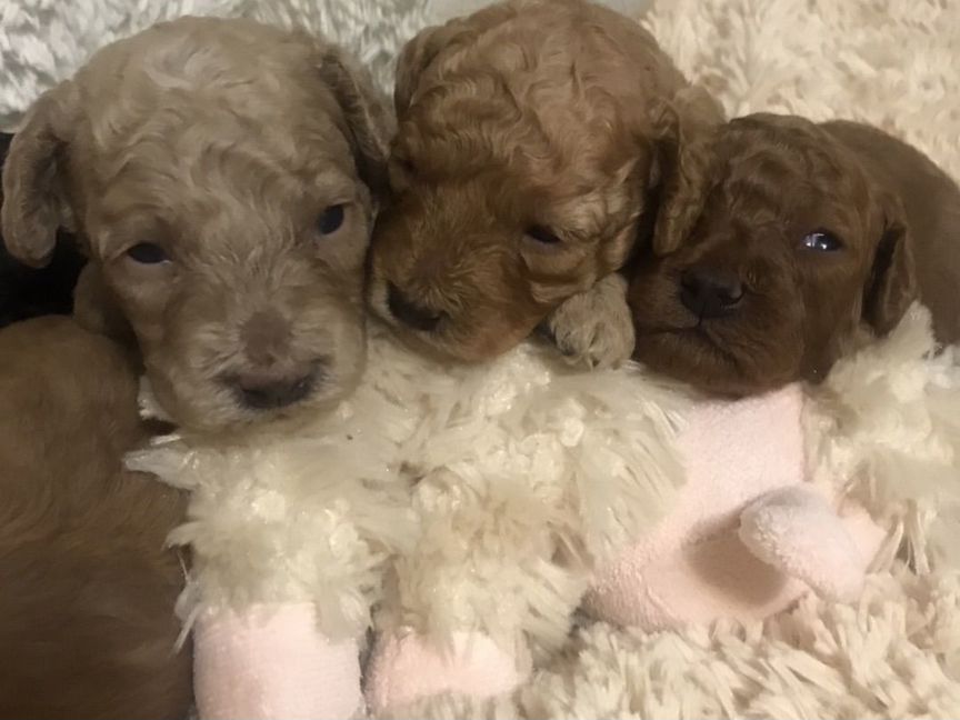 Пудель - Кокапу f 2 b