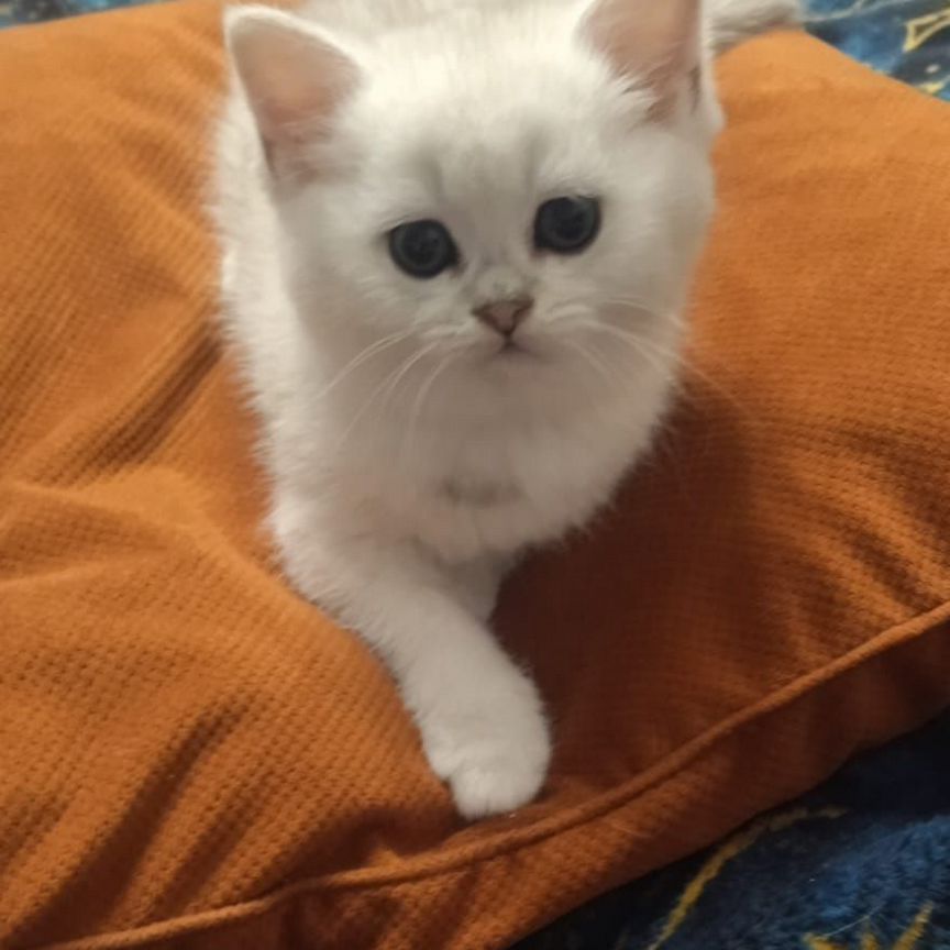 Котята
