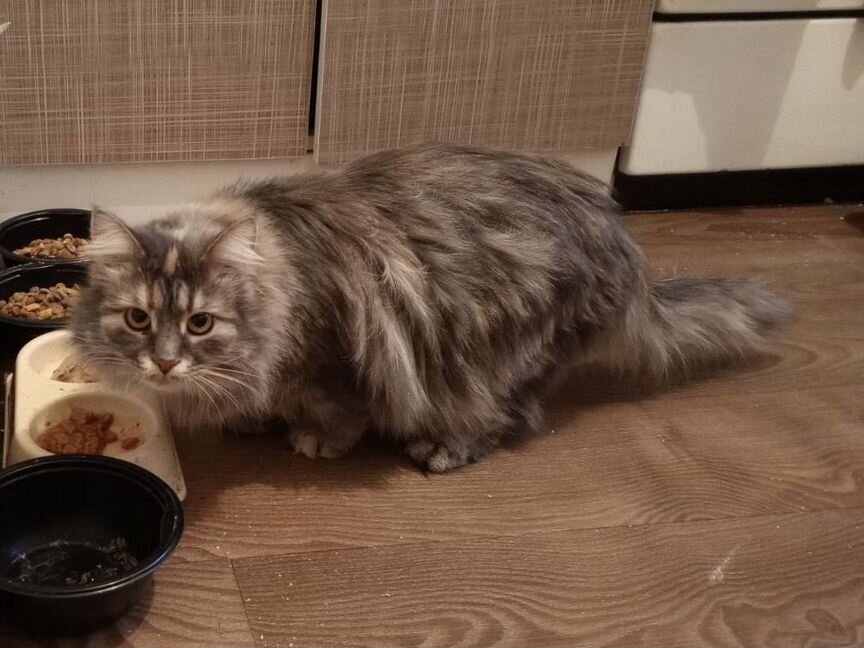 Кошечка в добрые руки