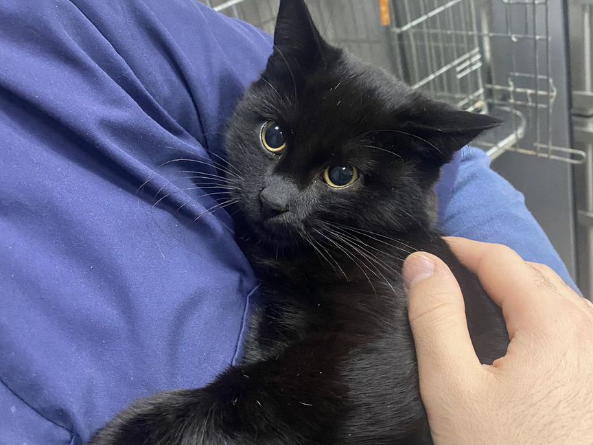 Котенок помесь британца в добрые руки