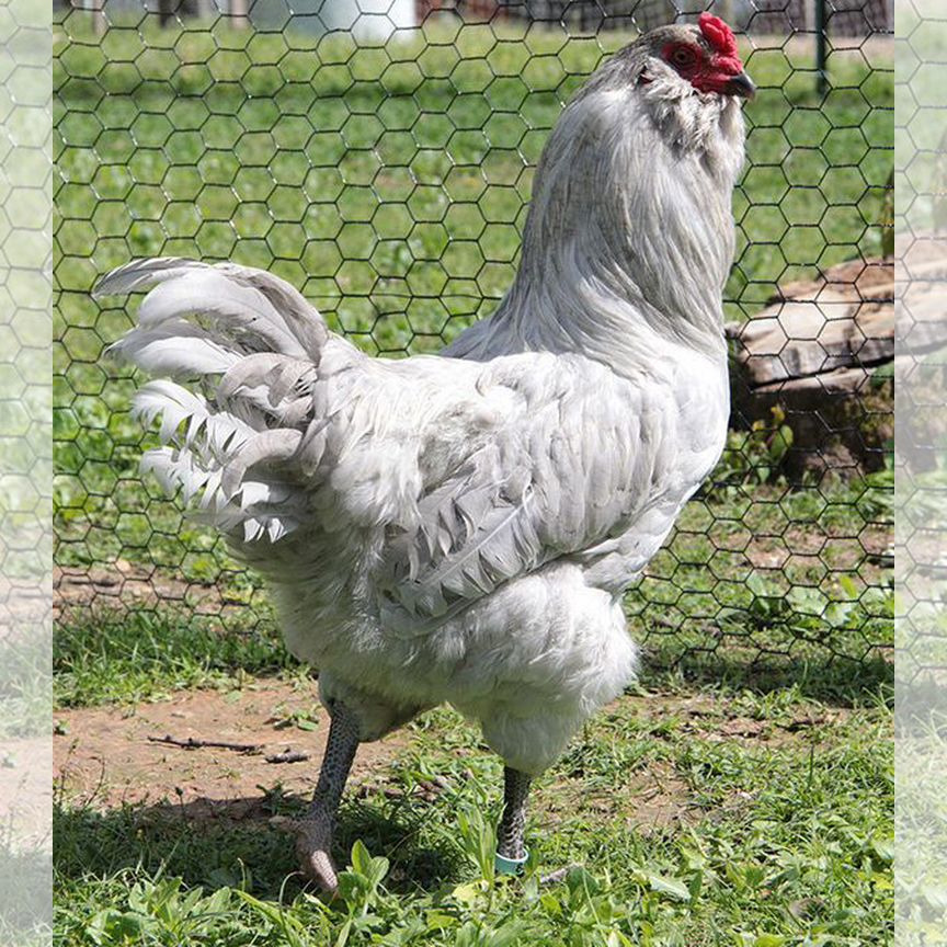 Молодые петухи