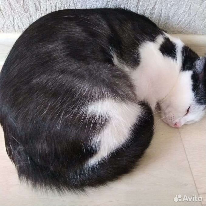Кошка отдам хорошим людям