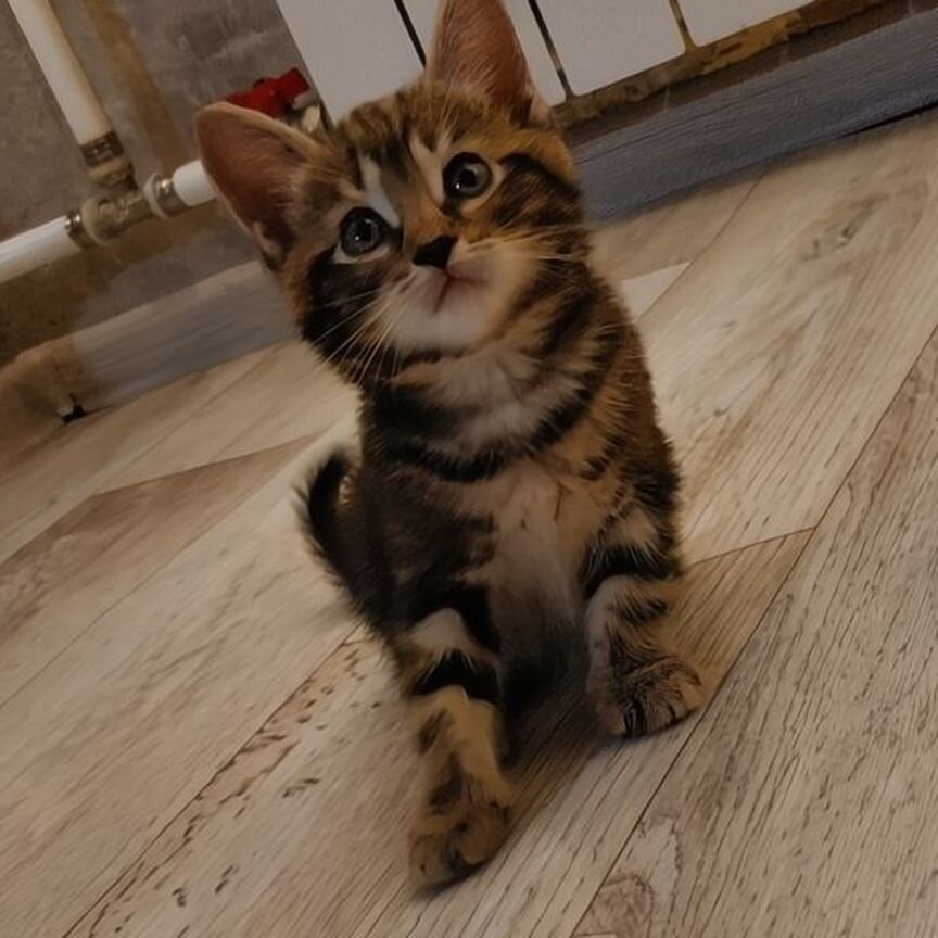 Котёнок в добрые руки