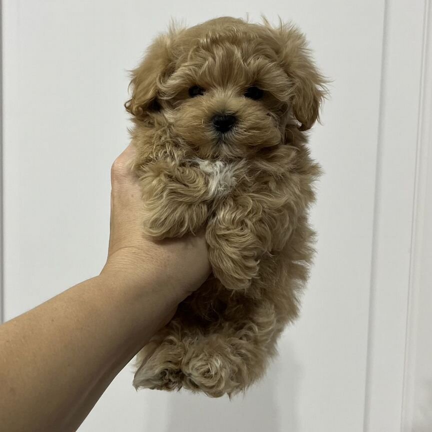 Мальтипу, щенок