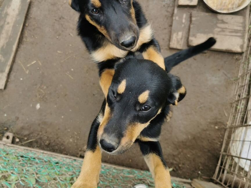 Щенок в добрые руки