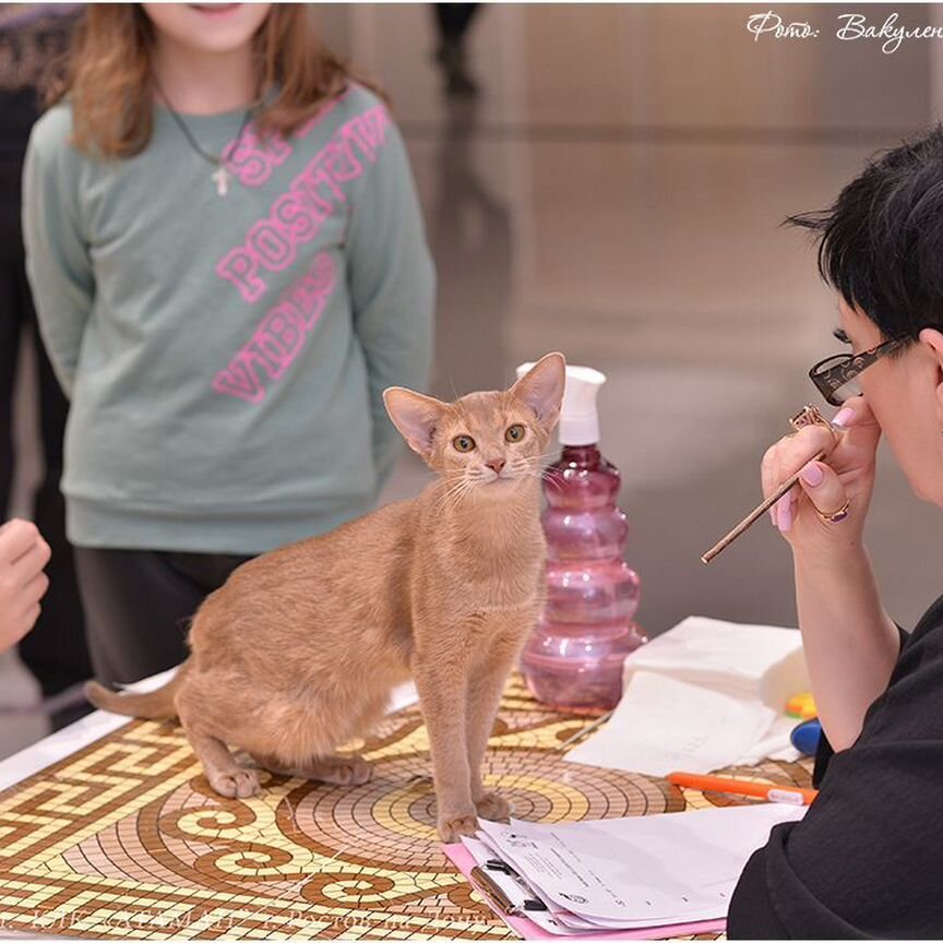 Шикарная абиссинская красотка в редком окрасе
