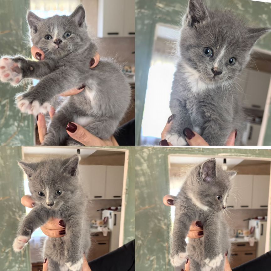 Котята в добрые руки бесплатно
