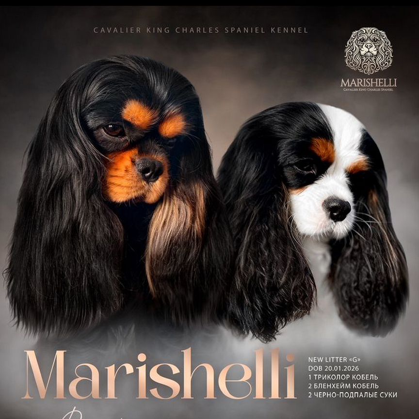 Кавалер кинг-чарльз-спаниель, щенок