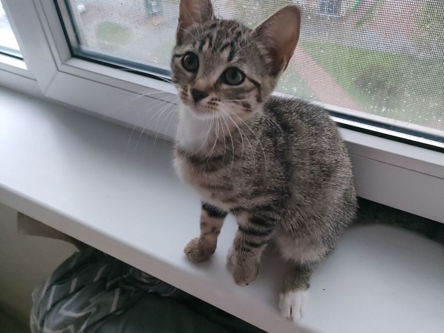 Полосатая девочка в хорошие руки