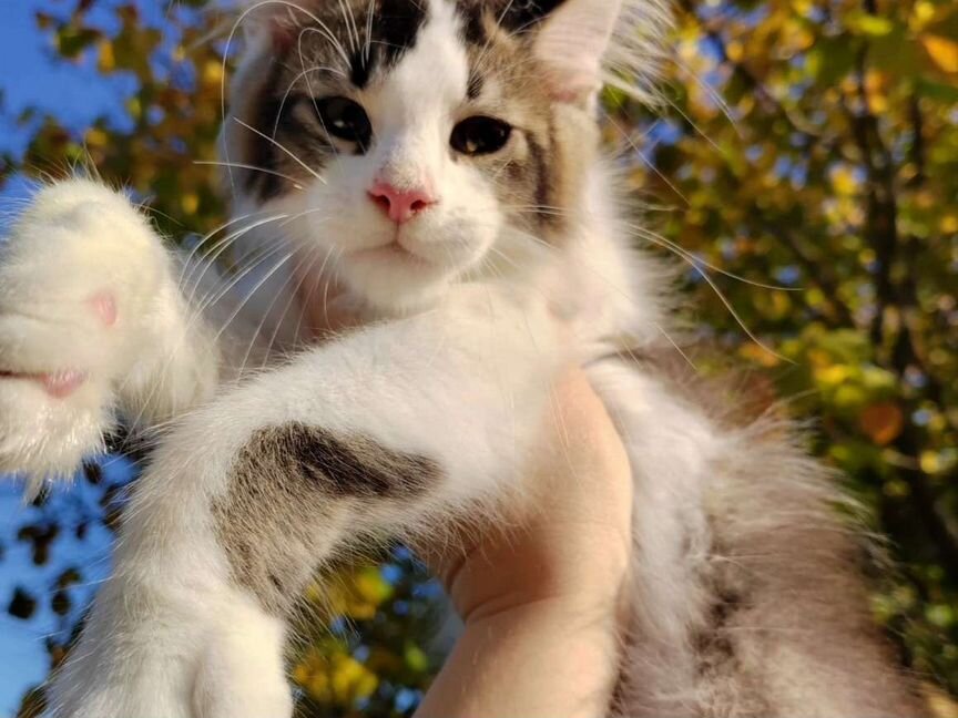 Мейн-кун кот