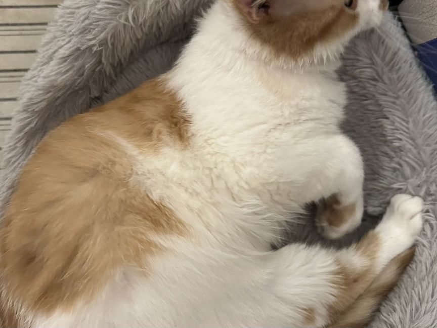 Кот
