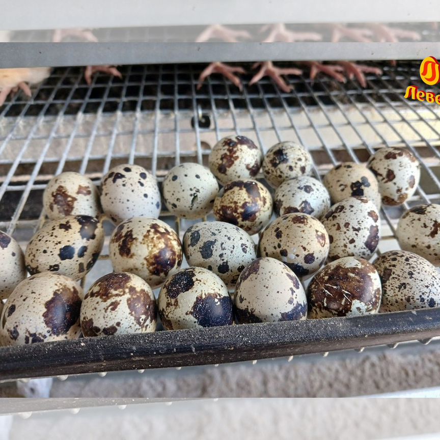 Инкубационное яйцо перепелов, качественный вывод