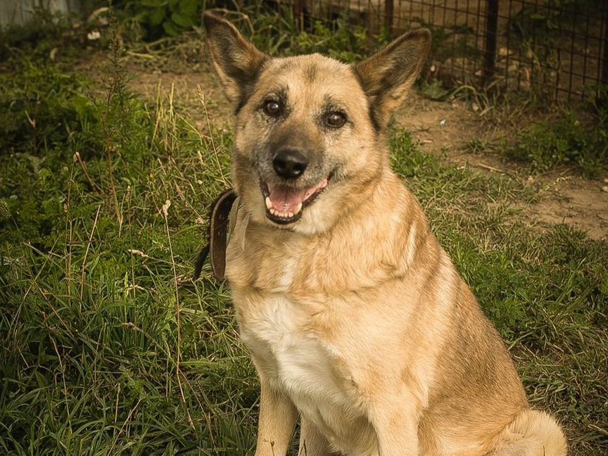 Диккенс собака с историей