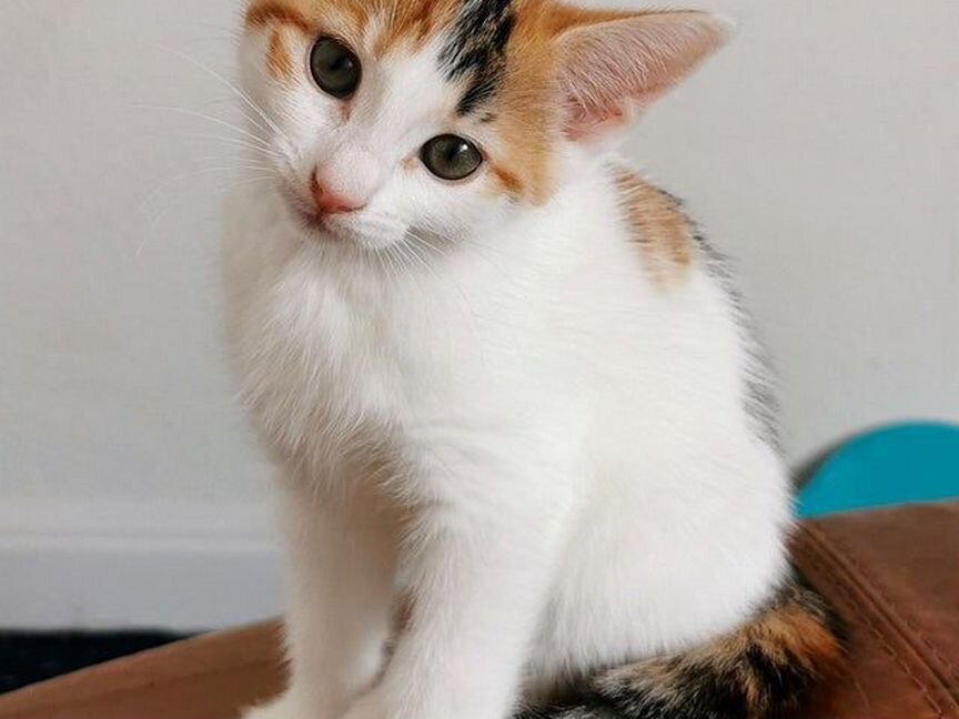 Котенок Мята в дар