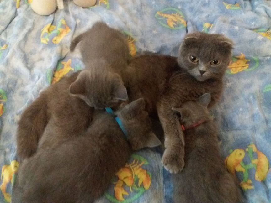 Британские котята, счастье в дом
