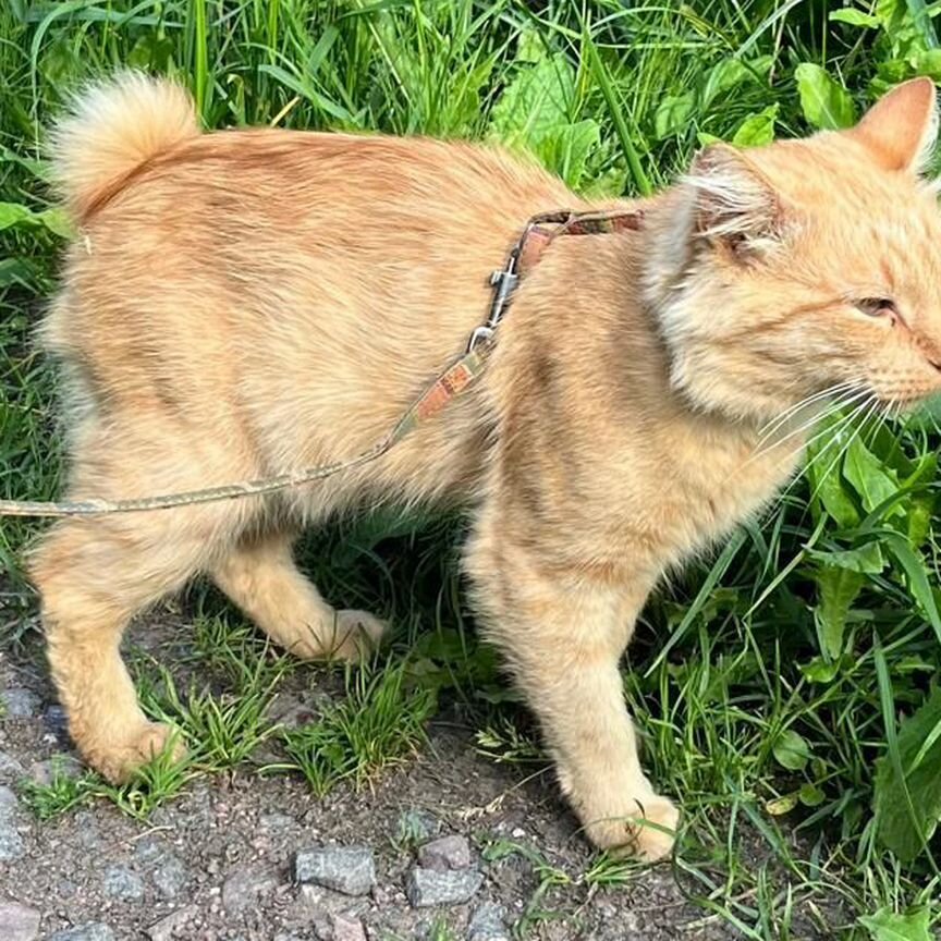 Рыжий котенок мальчик