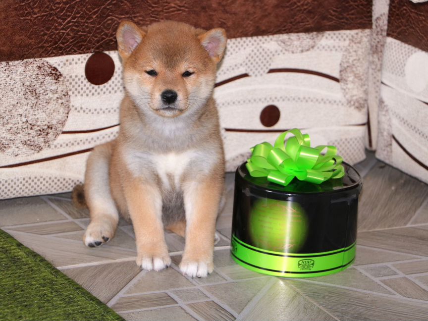 Сиба ину девочка