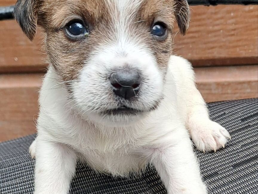 Щенки джек Рассел терьер