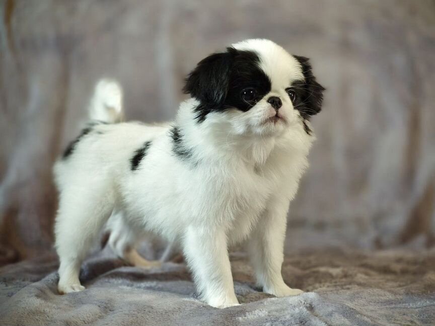 Щенки японский Хин девочка