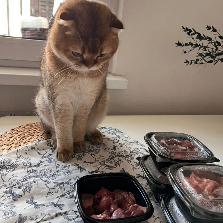 Натуральное питание для кошек (barf)