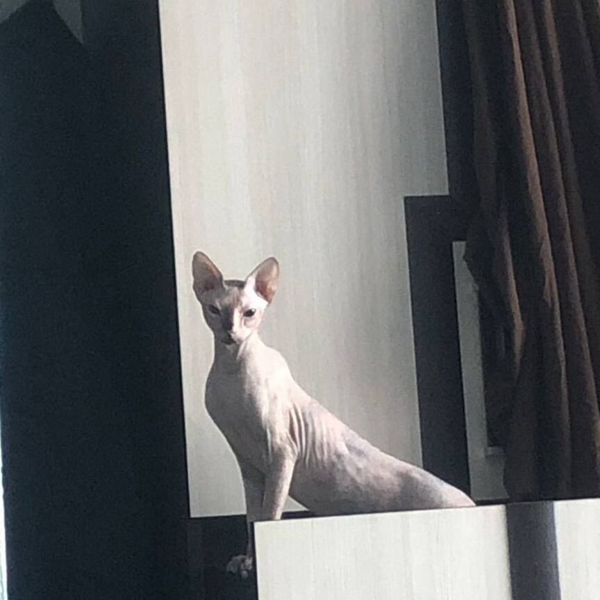 Сфинкс девочка вязка