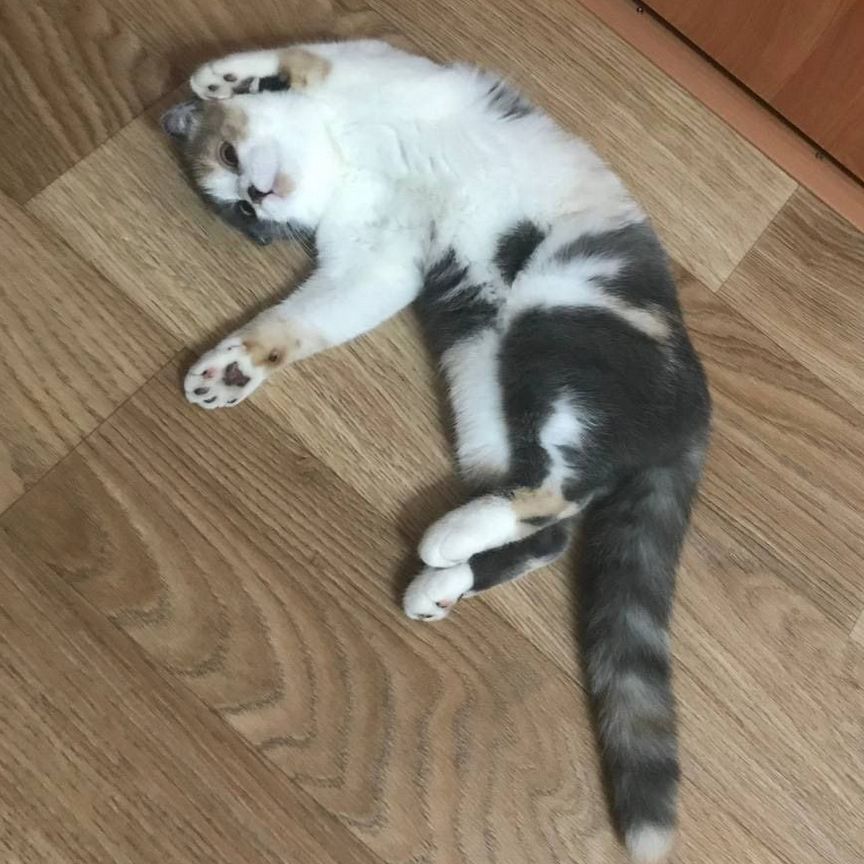Отдам в добрые руки шотландка