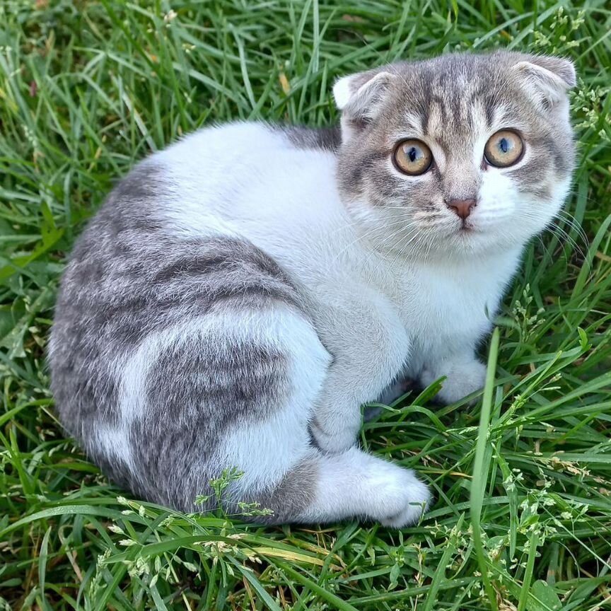 Кошечка