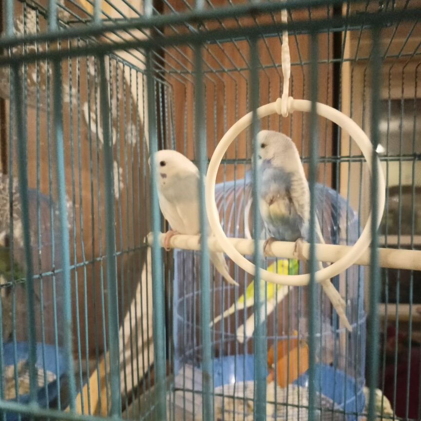 Волнистый попугай