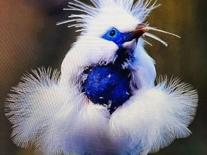 Экзотические птицы скворцы