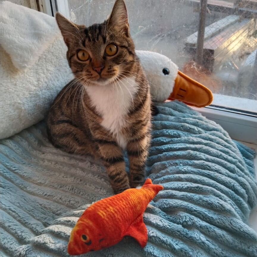 Котенок в добрые руки