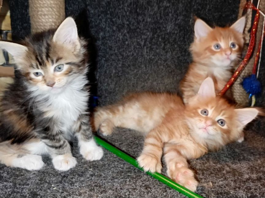 Котята мейн-кун