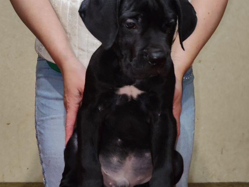 Щенки кане Корсо