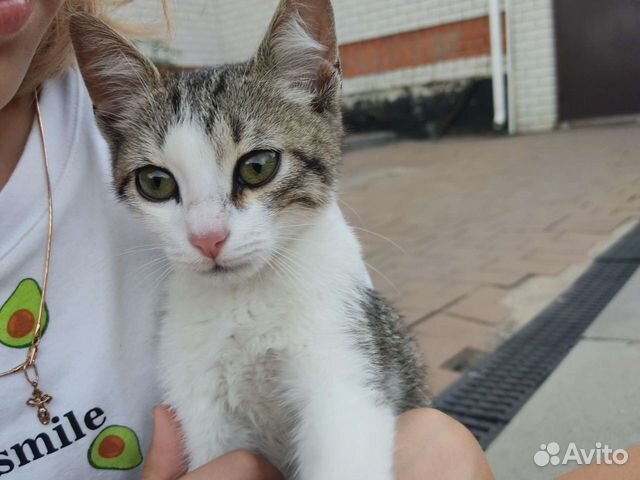 Отдам найденного котенка в добрые руки