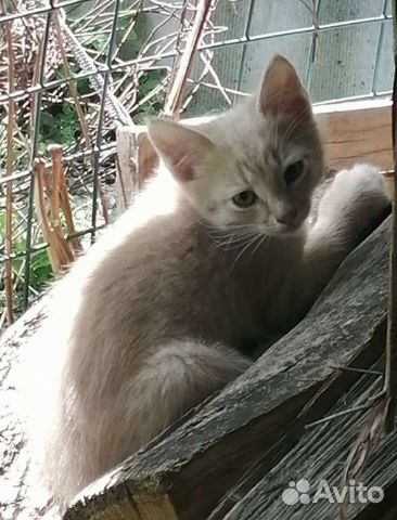 Котенок Пончик персикового окраса 2 месяца