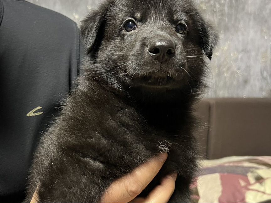 Щенок немецкой овчарки