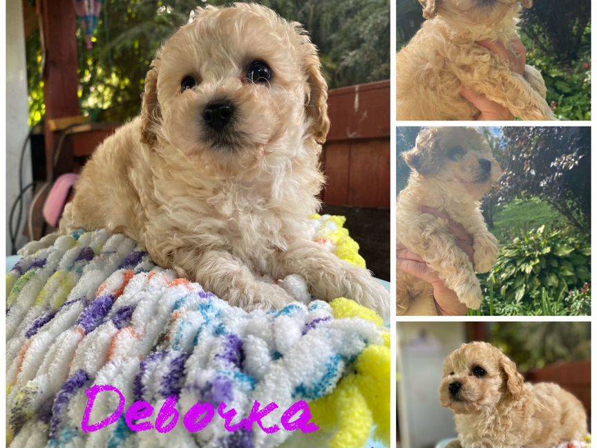 Брат и сестра мальтипу f1 щенки