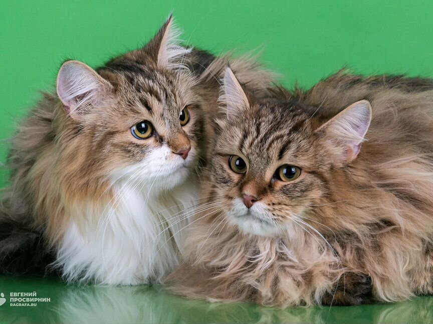 Сибирские котята и коты из старейшего питомника