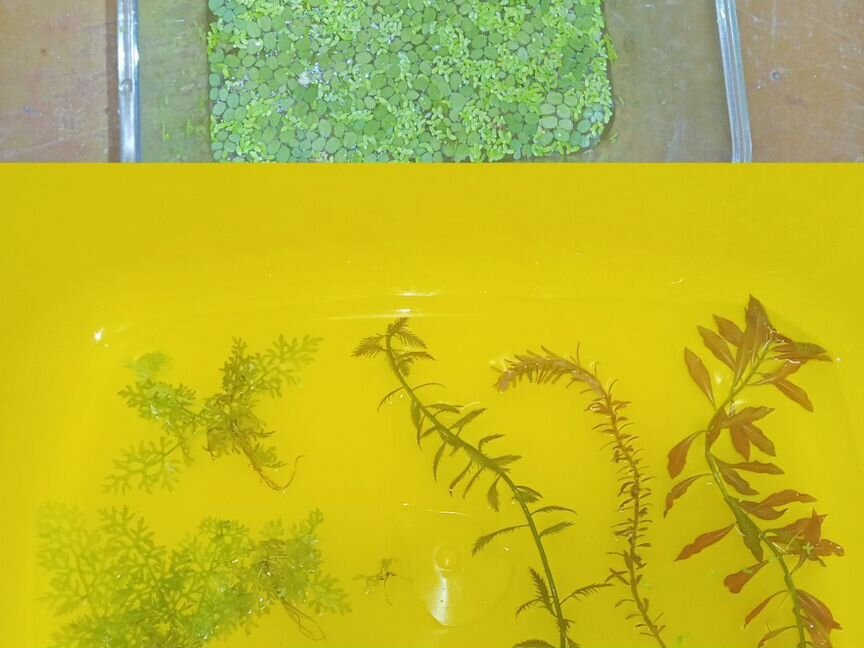 Прополка аквариумных растений