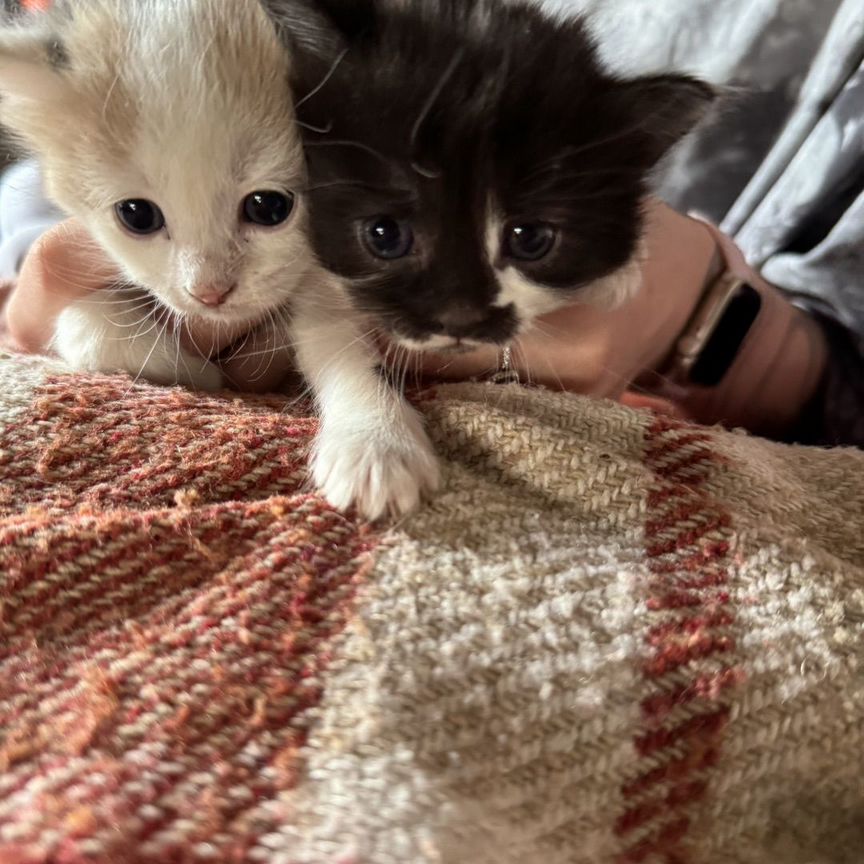 Котята девочки в доьрые руки