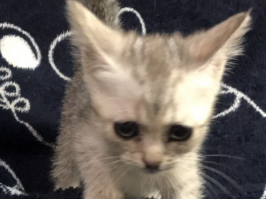 Котята