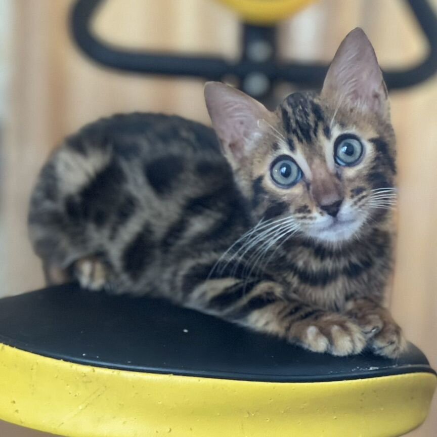 Бенгальская